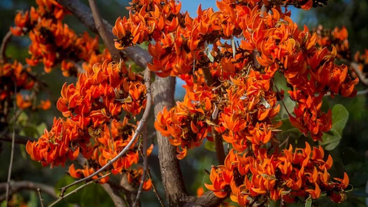 Dr. Prakash Tata: Renowned Ayurvedacharya | Ayurveda, Yoga & Holistic ...